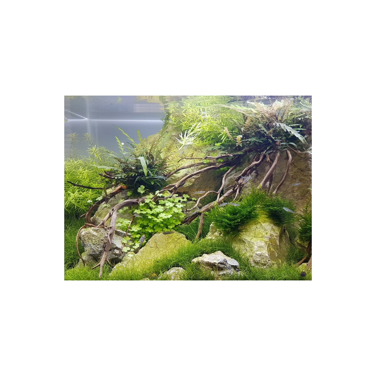 daytime onex40 - 32,5cm fresh