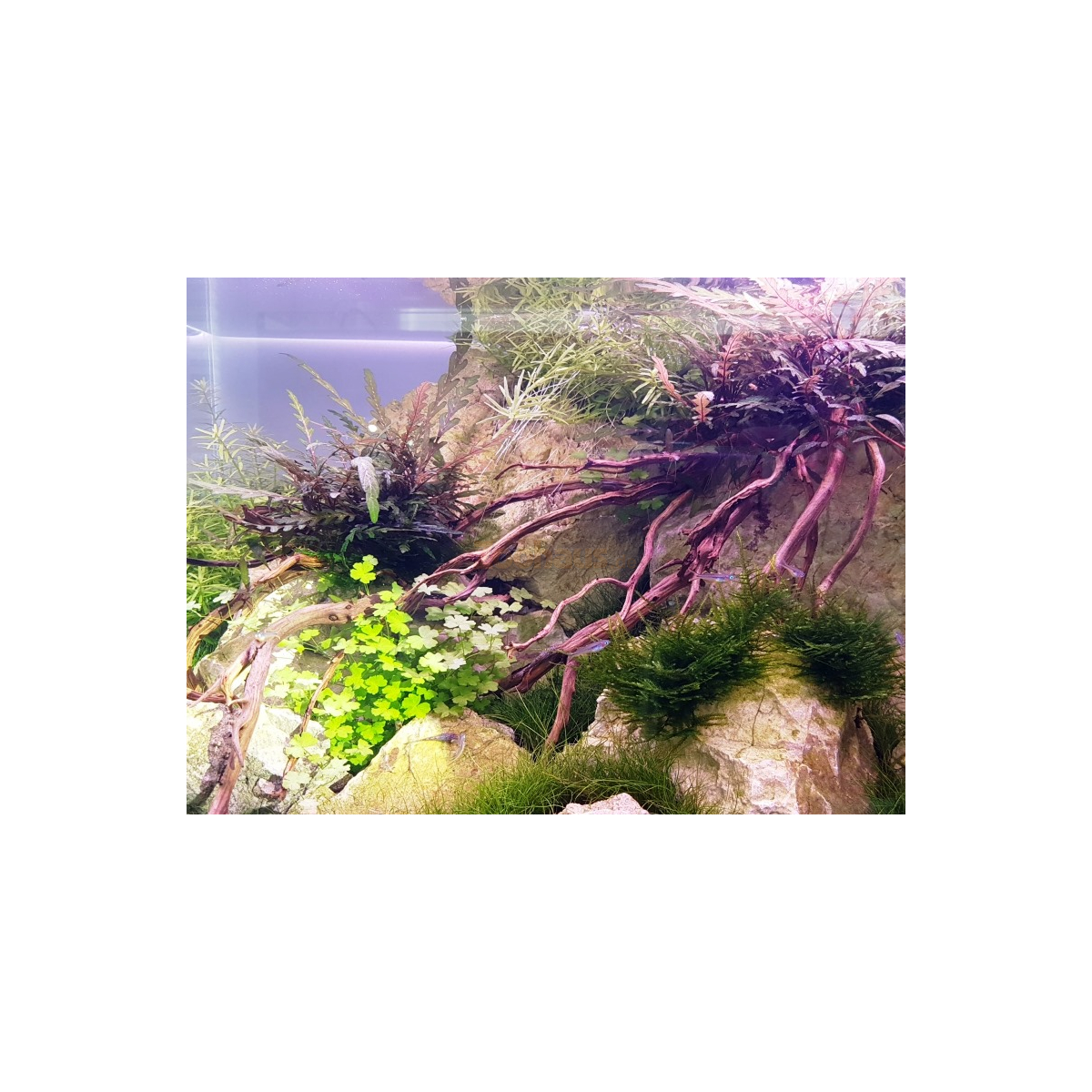 daytime onex40 - 32,5cm color